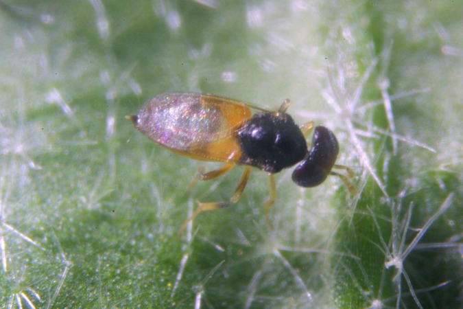 Apheline (Aphelinus abdominalis) - Bioline AgroSciences - North America