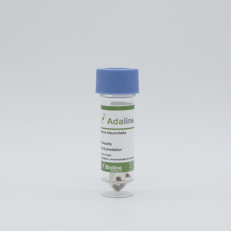 Adaline (Adalia bipunctata) – Bioline AgroSciences – North America